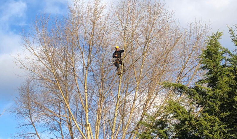 Tree Surgery & Tree Care Experts | Jay Tree Care