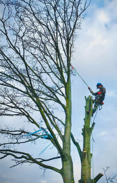 Jay Tree Care : Tree Surgery Specialists And Arborists